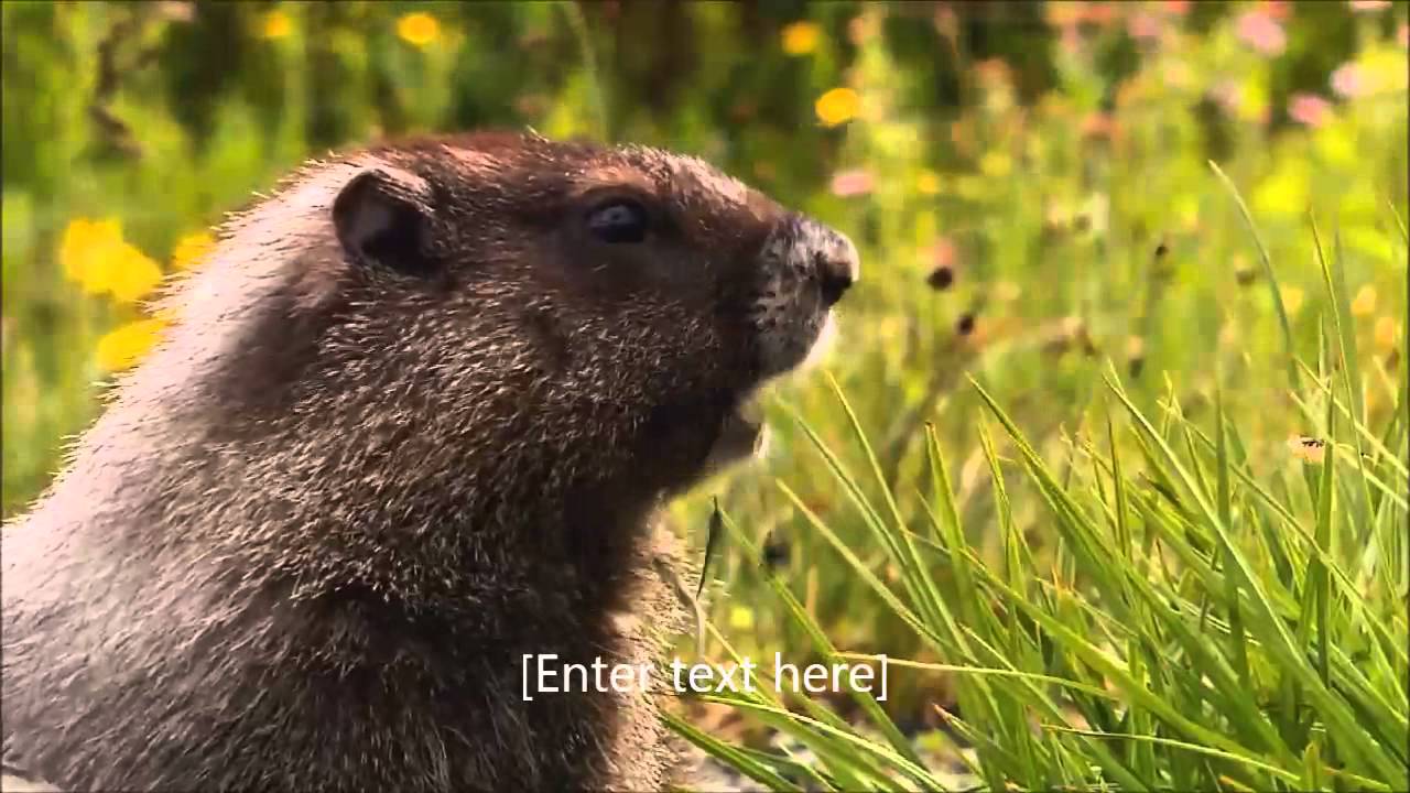 Animals running around... - YouTube