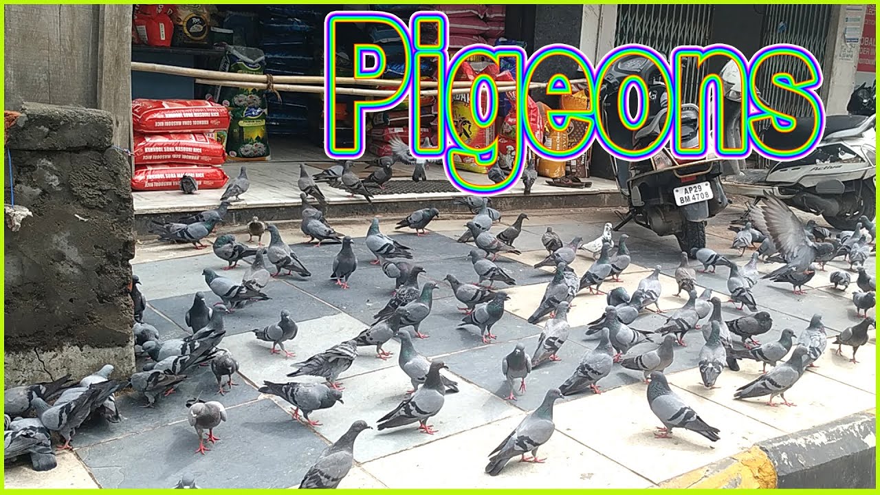 Pigeons-4k-Wonderful video/ pavuralu-Natural Footage/Doves-S.Nagender ...
