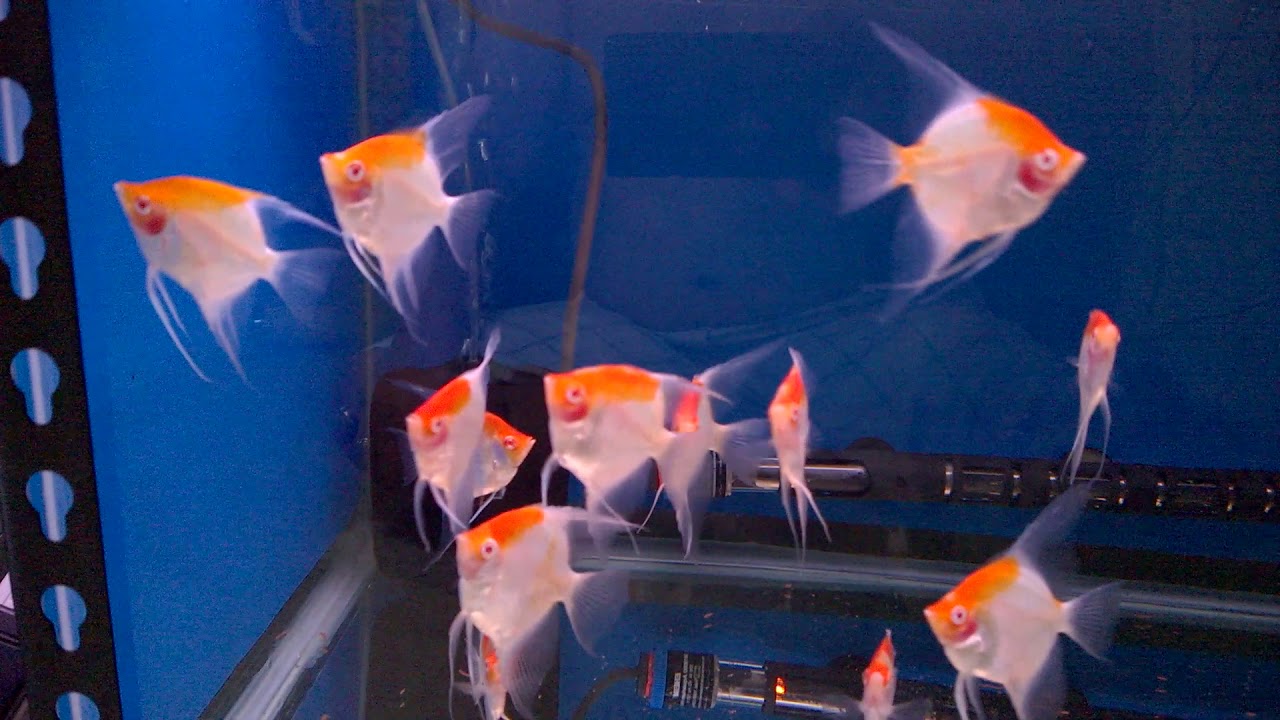 Albino Red Cap Angels - YouTube