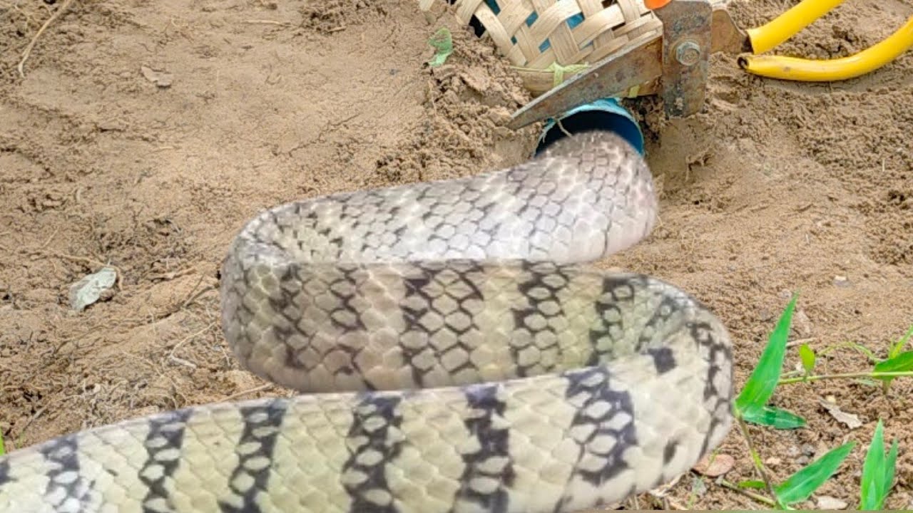Using plastic buckets and plastic tubes for easy snake traps - YouTube
