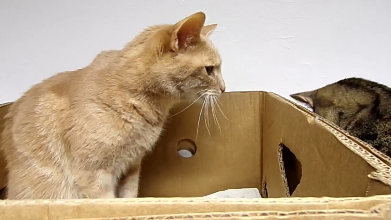 Cat getting possessive of its cardboard box. Learn to share cat. - YouTube