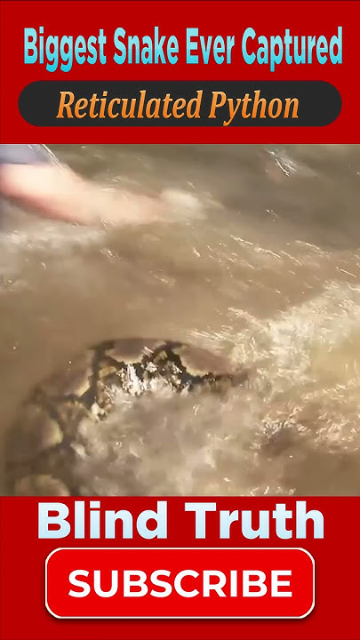 #viralvideo Biggest #snake Ever Captured - Reticulated #python | Blind Truth - YouTube