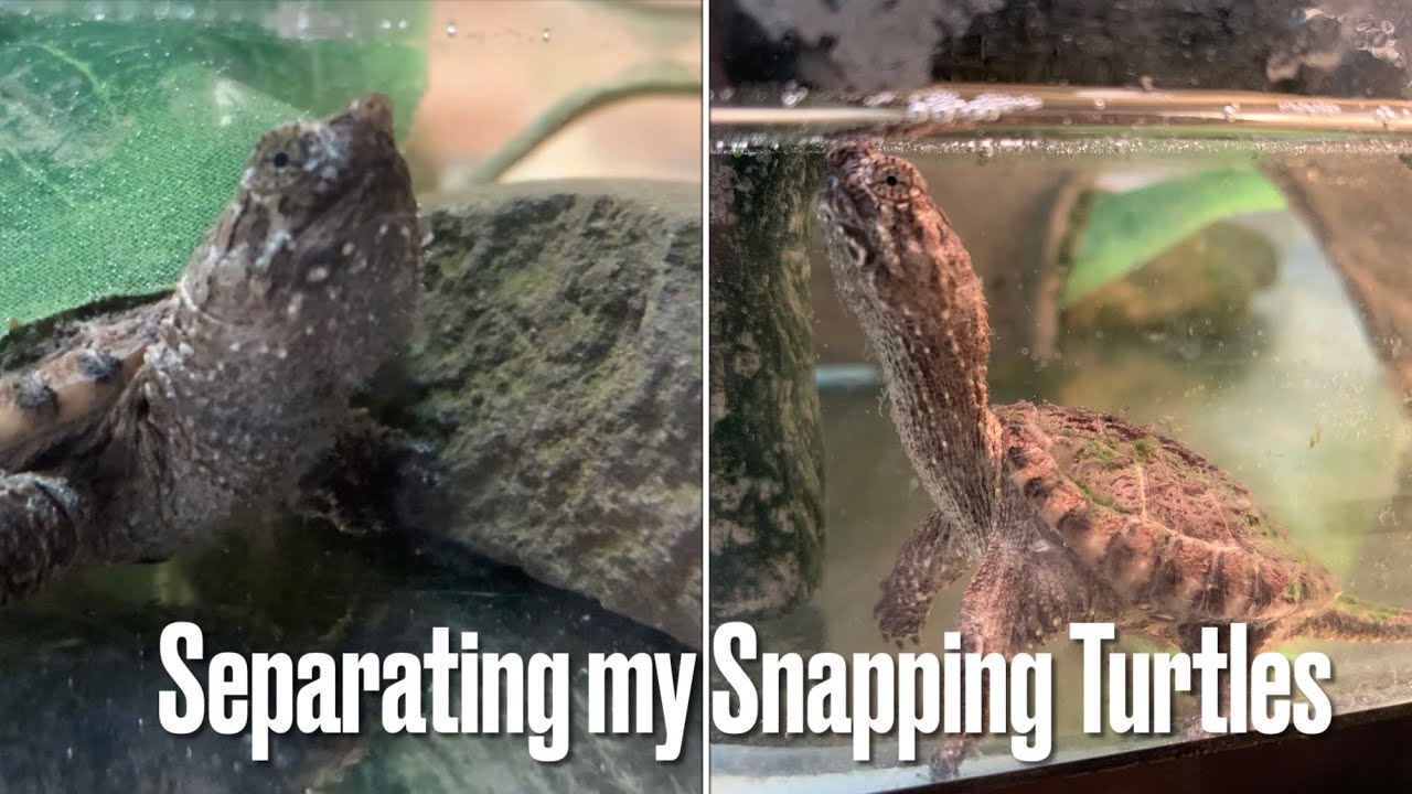Separating my Common Snapping Turtles - YouTube