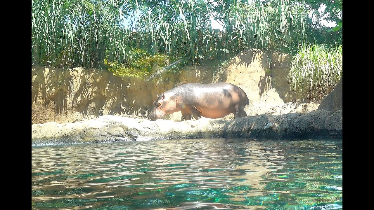4K: Exploring Cincinnati's Zoo and Botanical Gardens + Fiona the Hippo ...