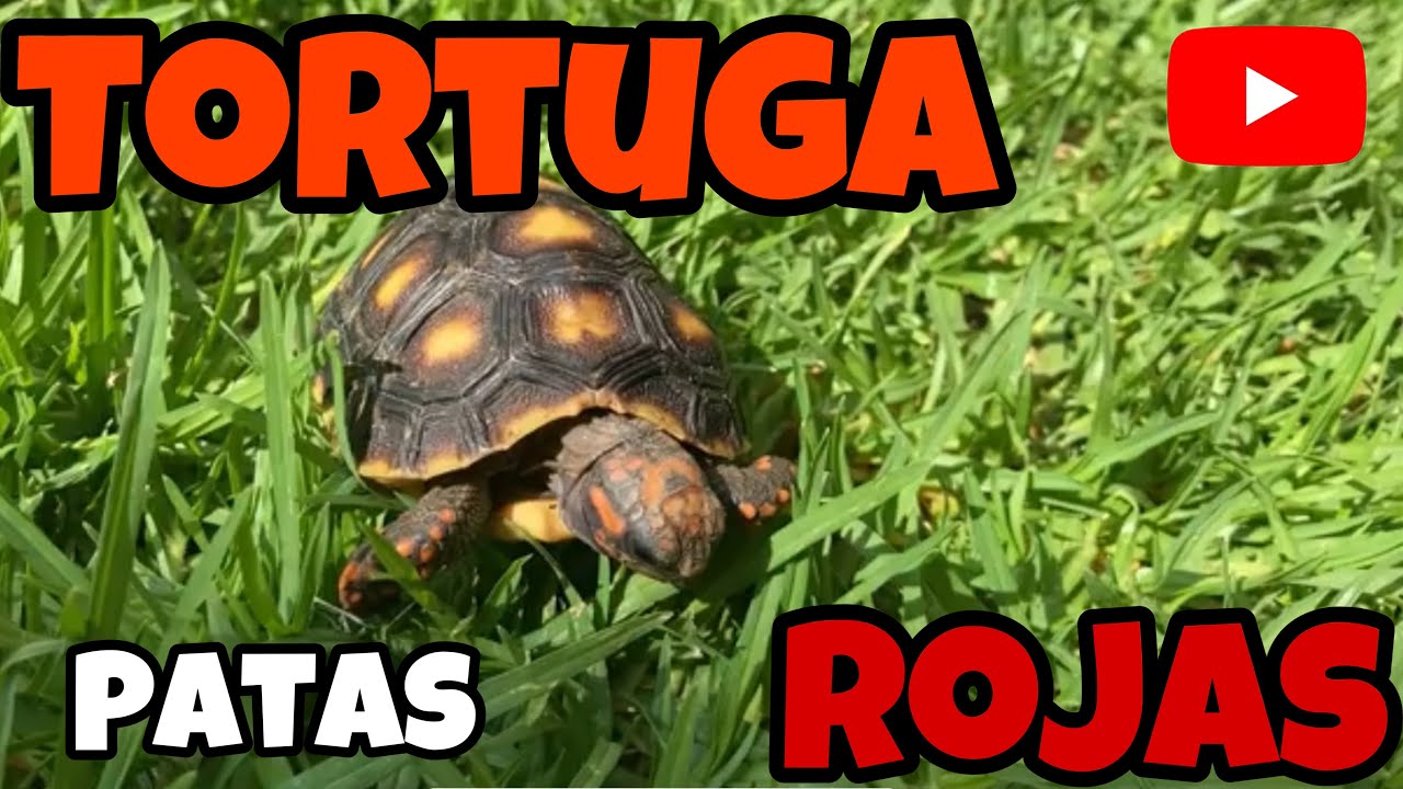TORTUGA de PATAS ROJAS | Cuidados - YouTube