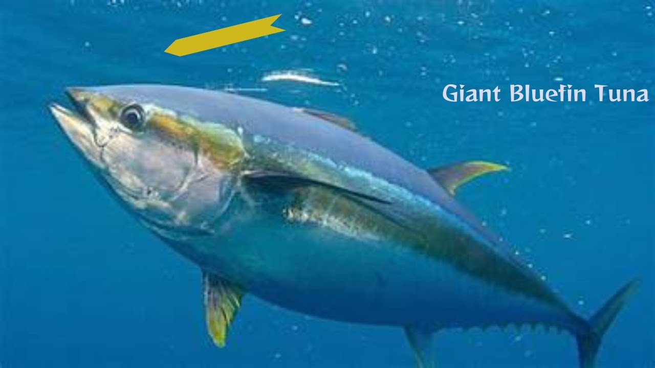 Braised Bluefin Tuna Eyes Fastest cutting speed | Giant Bluefin Tuna ...