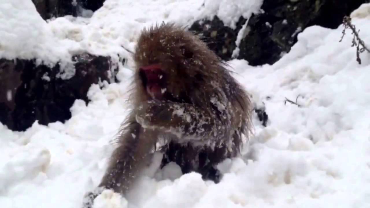 Monkey Enjoys Snowball Snack - YouTube