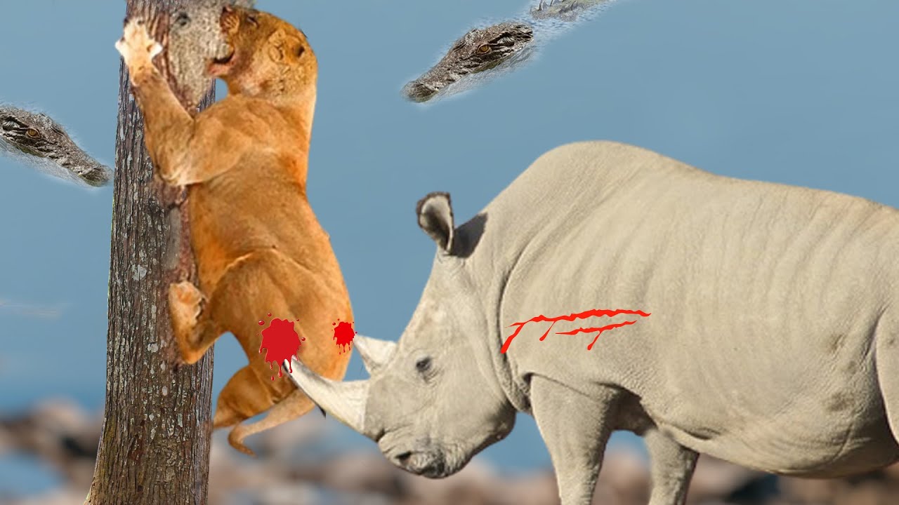 Strongest Animals In Africa Rhino Vs Lion | Lion Receives Fierce ...