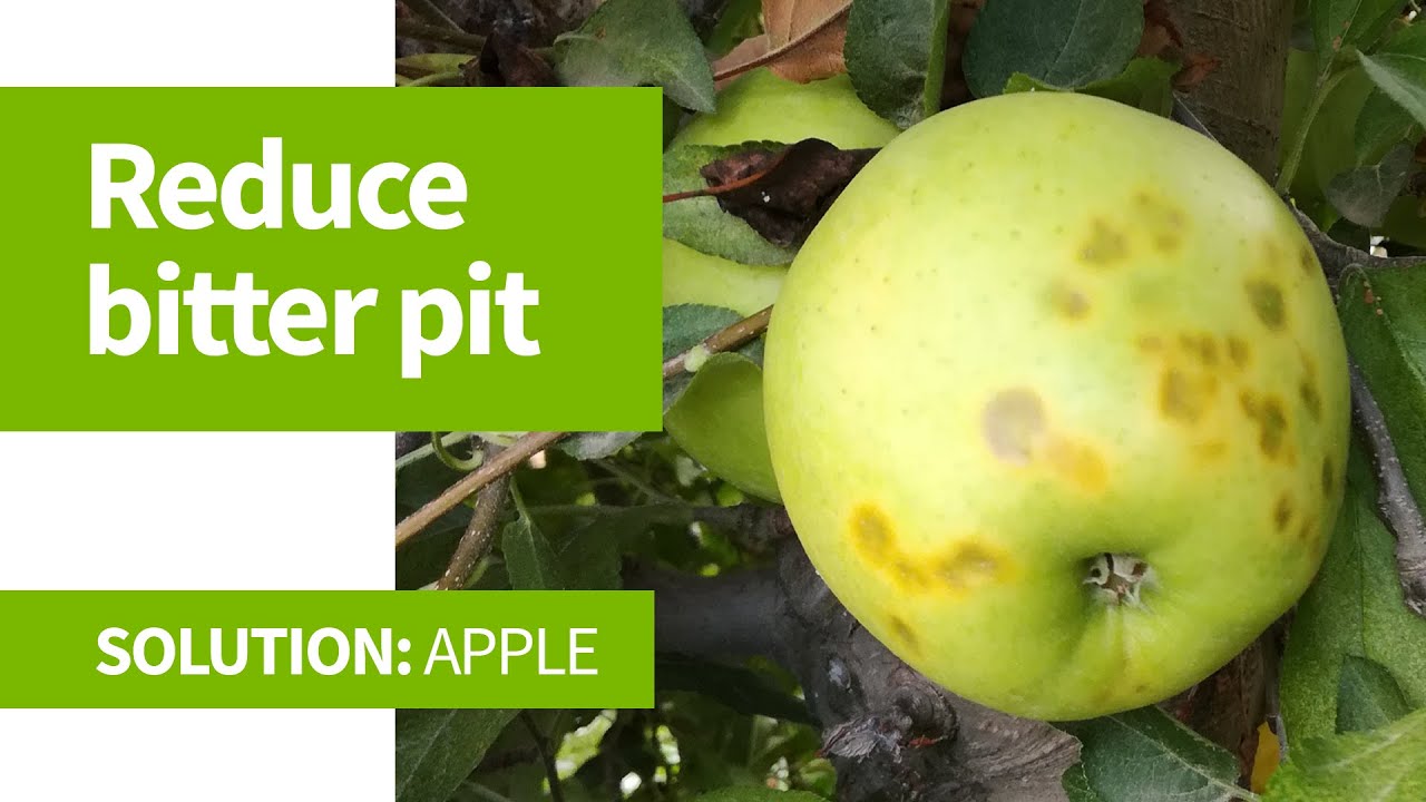 How to reduce bitter pit in apple? - YouTube