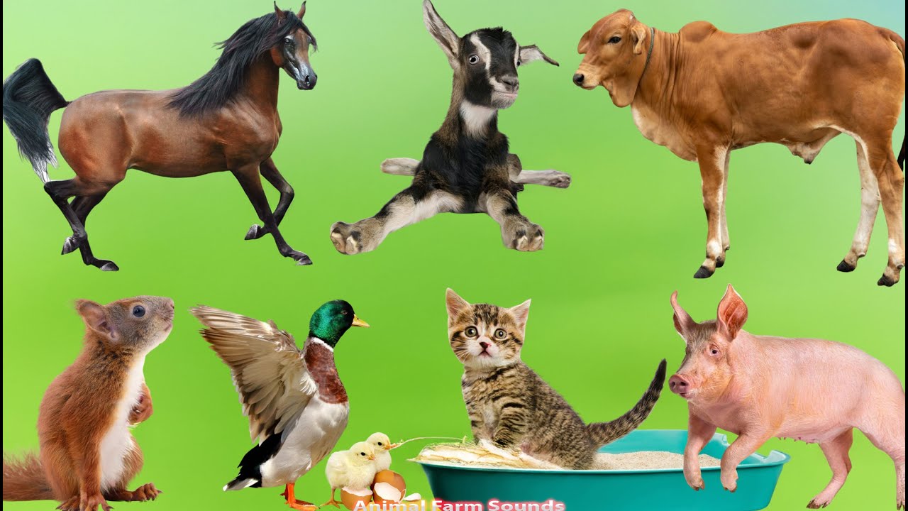 Playful Farm Animals: Sheep, Cat, Chicken, Dog, Goat, Rabbit, Duck, Cow ...