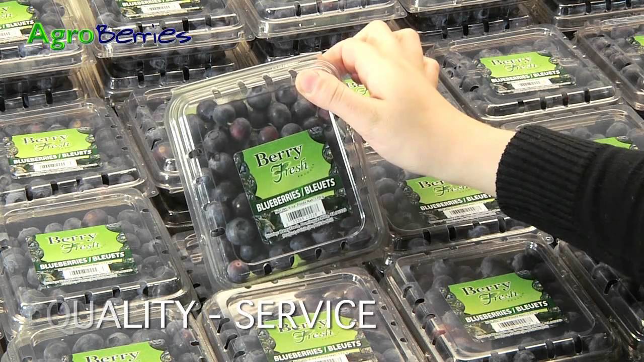 Corporativo Agroberries - YouTube