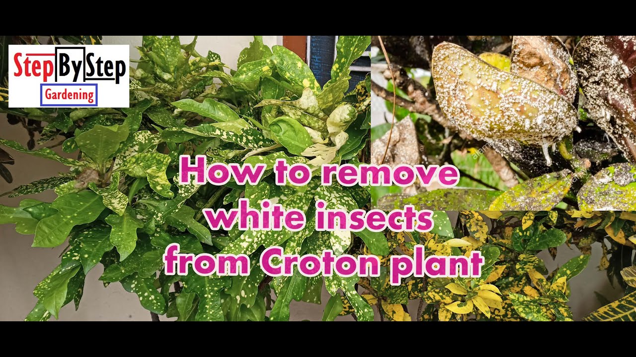 Proper treatment of white disease in Croton plant//How to remove white ...