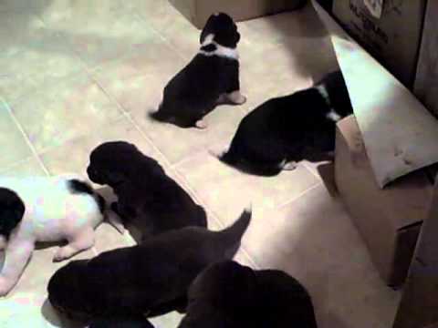 Puppies are two weeks old - YouTube