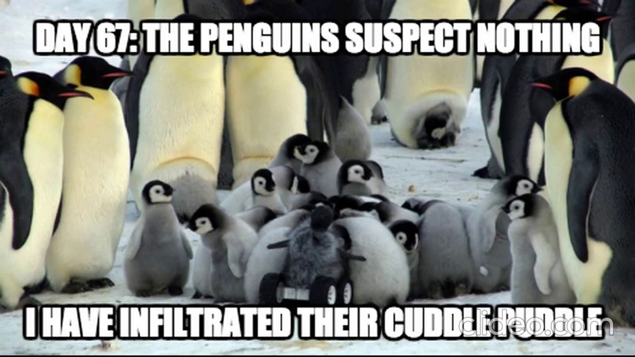 happy penguin - YouTube