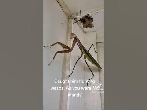 Praying Mantis Vs Wasp - YouTube