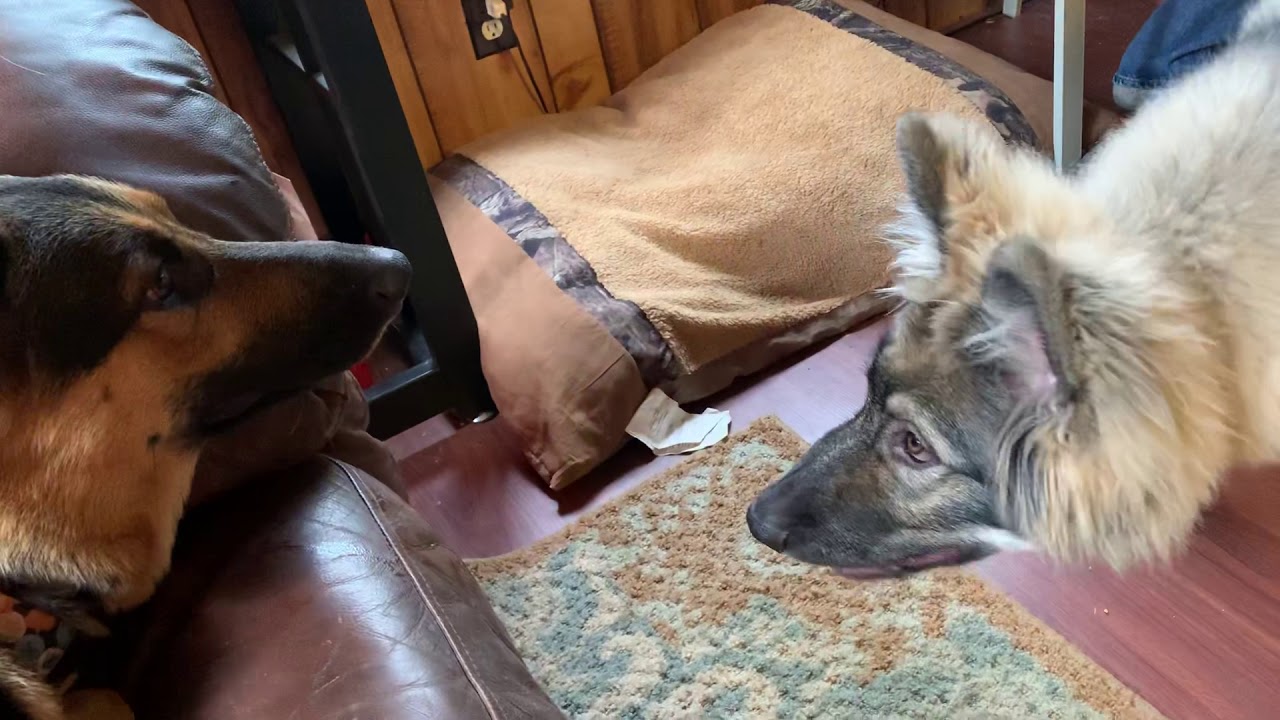 German Shepherd and Shiloh Shepherd talking to each other - YouTube