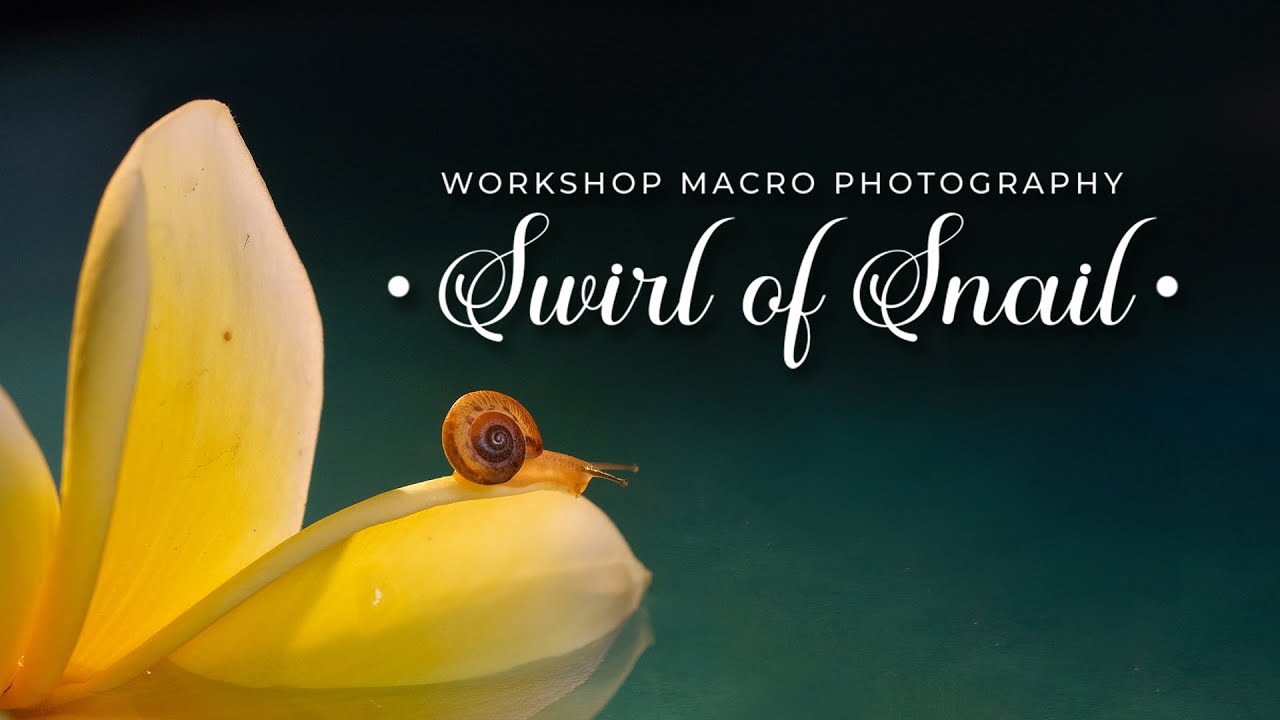 SWIRL OF SNAIL - MACRO PHOTOGRAPHY - YouTube