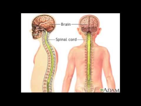 AP Psych Rap - YouTube