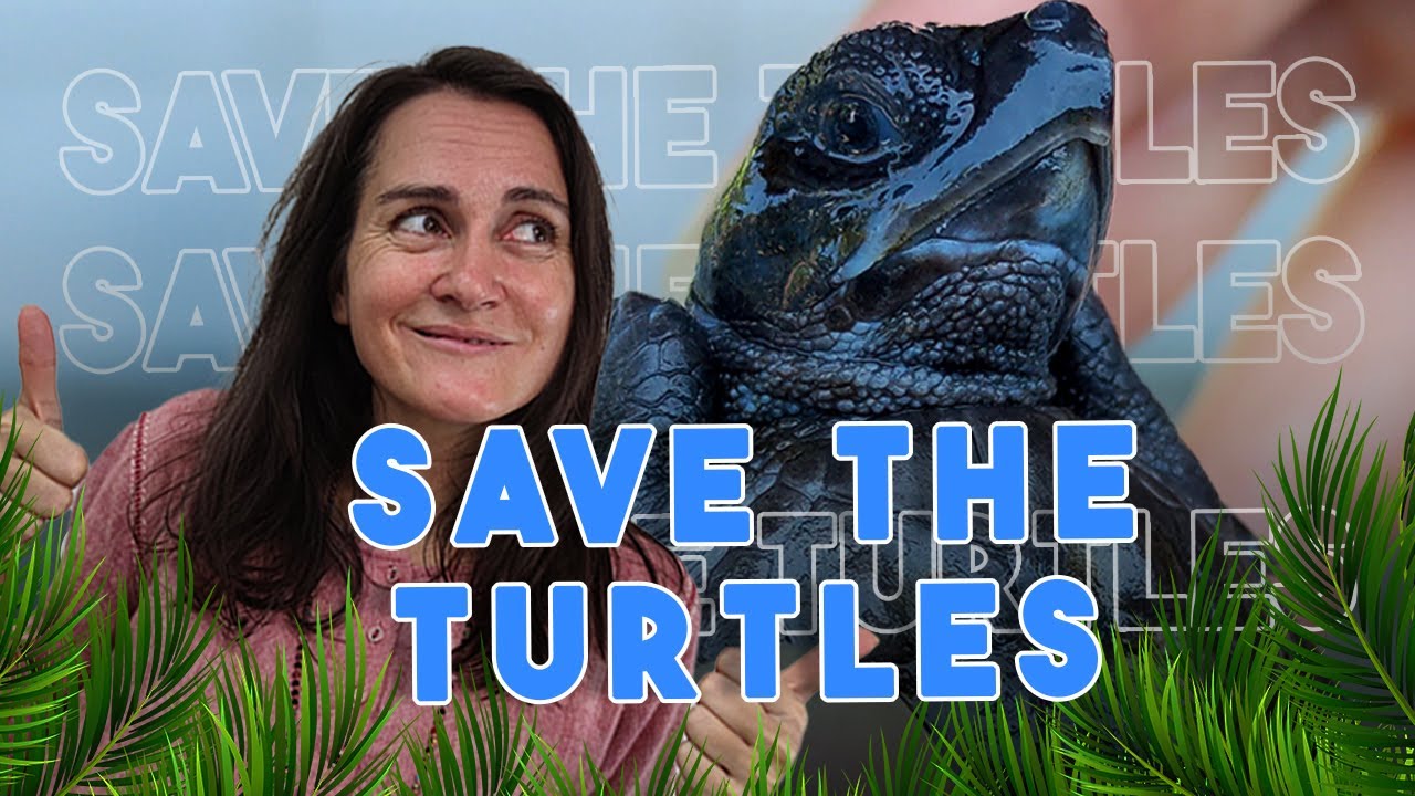 We NEED YOU to SAVE THE TURTLES! Endangered turtles in Bali, help us ...