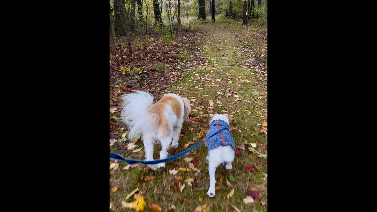 Blustery Fall Walk with My Besties - YouTube