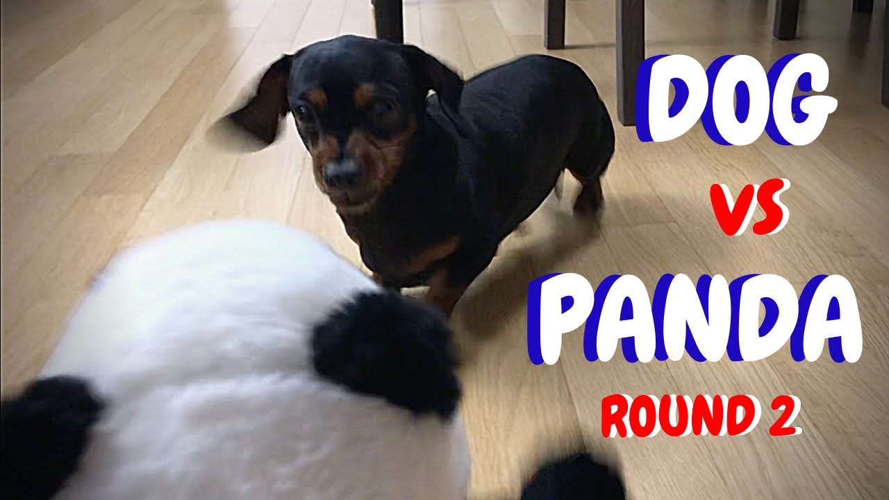 Dog vs Panda (Round 2) - YouTube