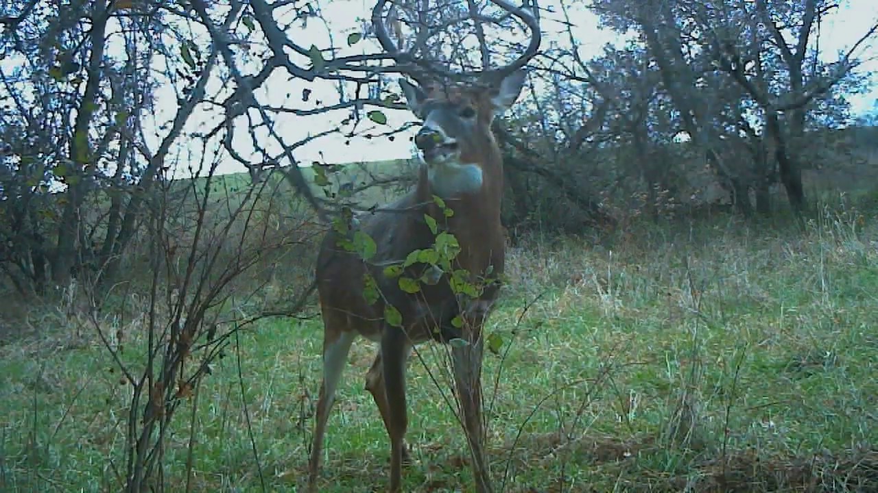 BIG BUCK MAKING A SCRAPE - YouTube