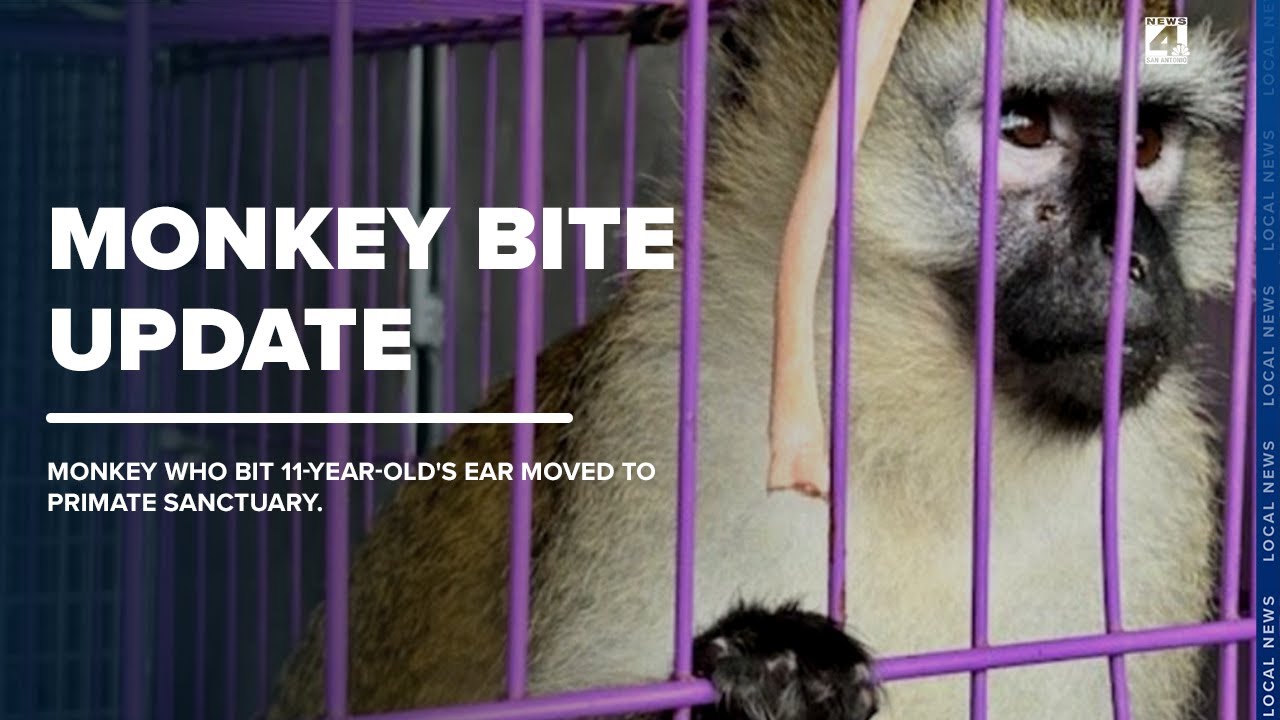 Monkey who bit 11-year-old's ear moved to primate sanctuary - YouTube