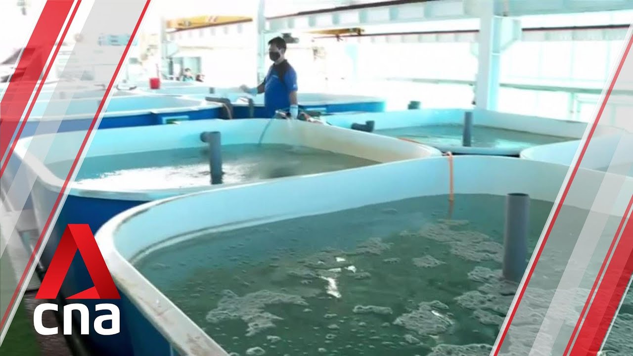 New floating farm Eco-Ark to produce 500 tonnes of fish a year - YouTube