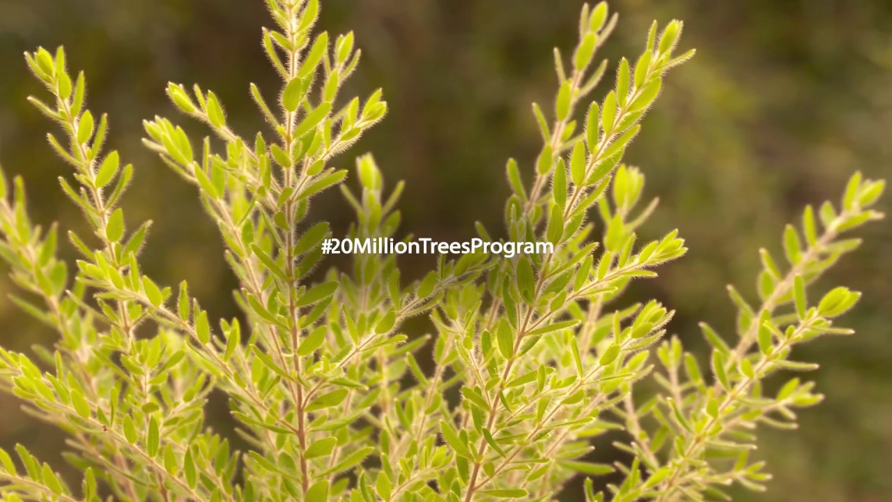 Celebrating National Tree Day YouTube celebrating-national-tree-day-youtube