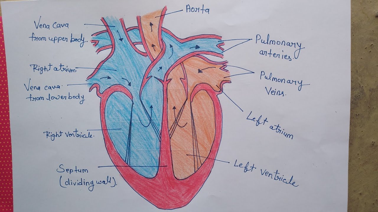 Human Heart Color Pencil Drawing//color pencil drawing//easy drawing ...