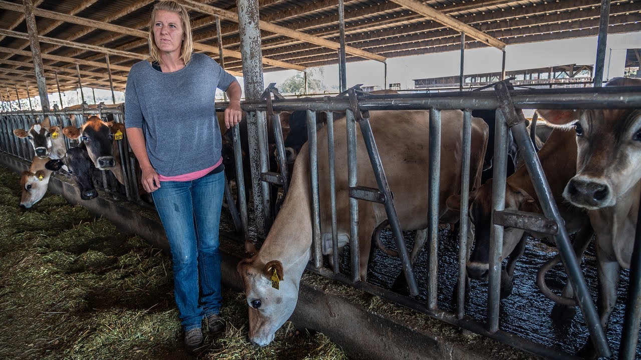 The California Drought Has Dairy Farm Selling Cows To Stay Afloat - YouTube
