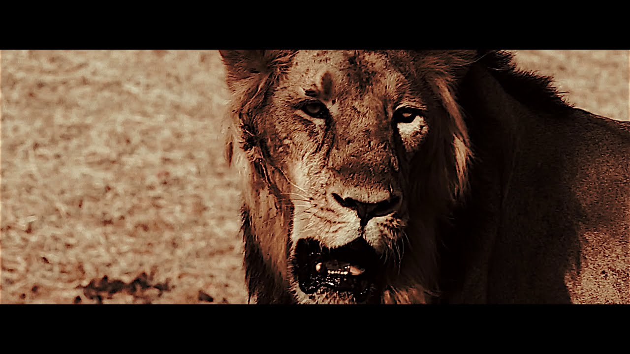 Animal world - struggle for existence - YouTube
