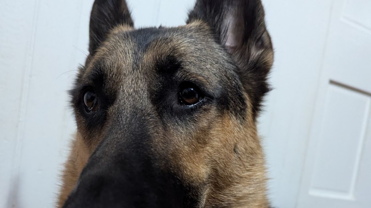 Boston Brooke Live Stream - YouTube