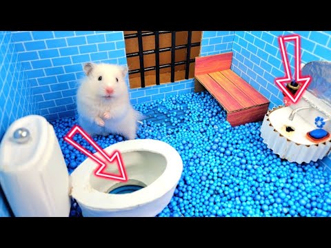 🐹Hamster Escapes the Creative Maze for Pets in real life 🐹 in Hamster ...