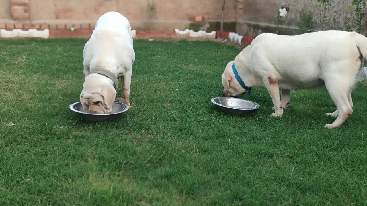World Top 3 Adult Labrador females available In India Haryana Ambala ...