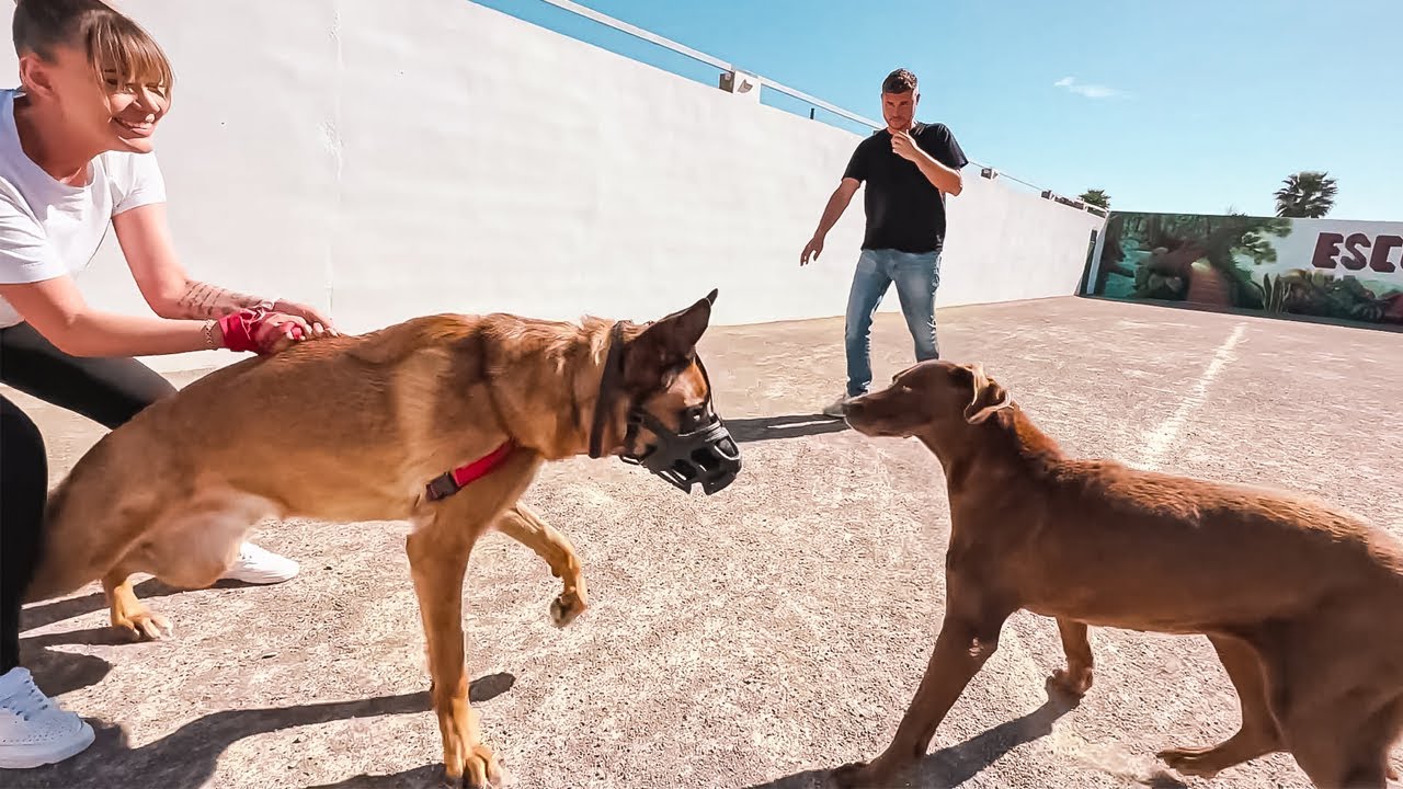 This dog is attacking and OUT OF CONTROL! - YouTube