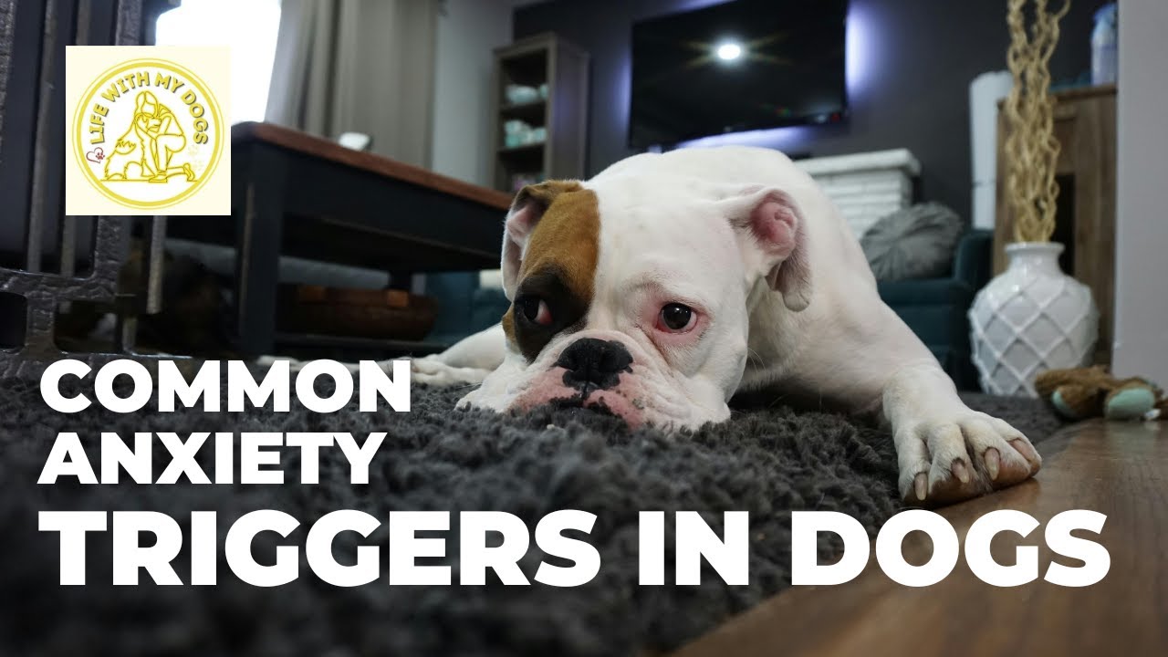 Common Anxiety Triggers in Dogs - YouTube