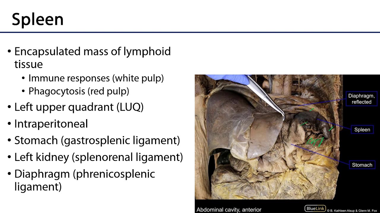 Phrenicosplenic Ligament