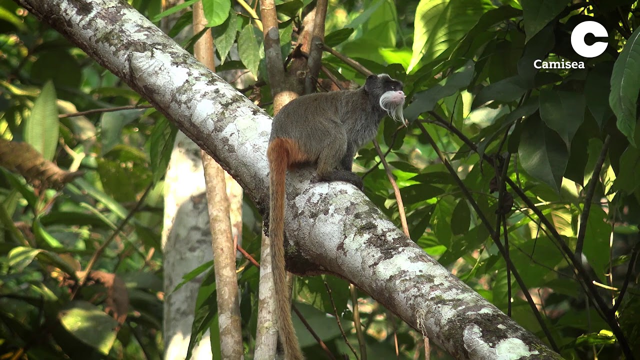 PMB - Mono Pichico Bigotón - YouTube