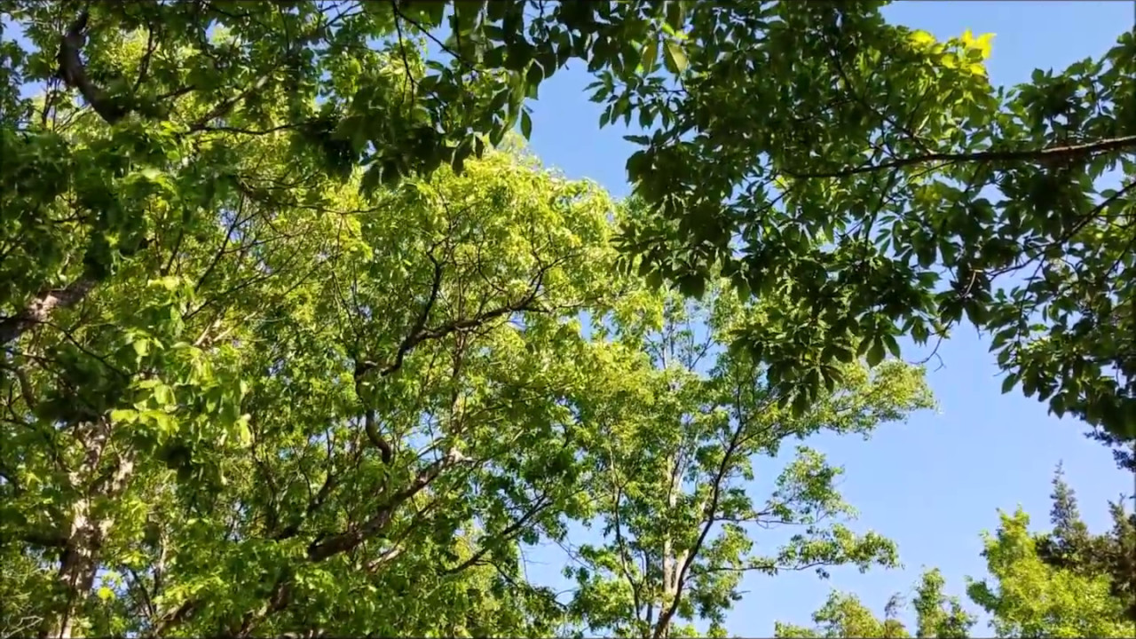 Trees in the Breeze May13th 2017 - YouTube