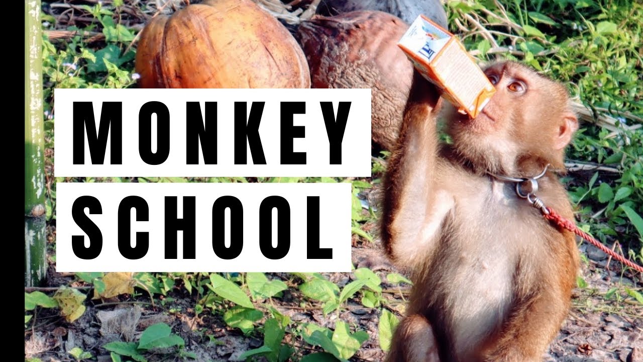 Monkey school in Thailand | Smart Monkeys picking coconuts - YouTube