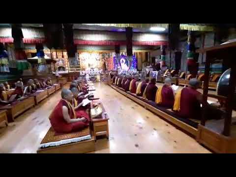 Calling lama from far Sonada 2020 - YouTube
