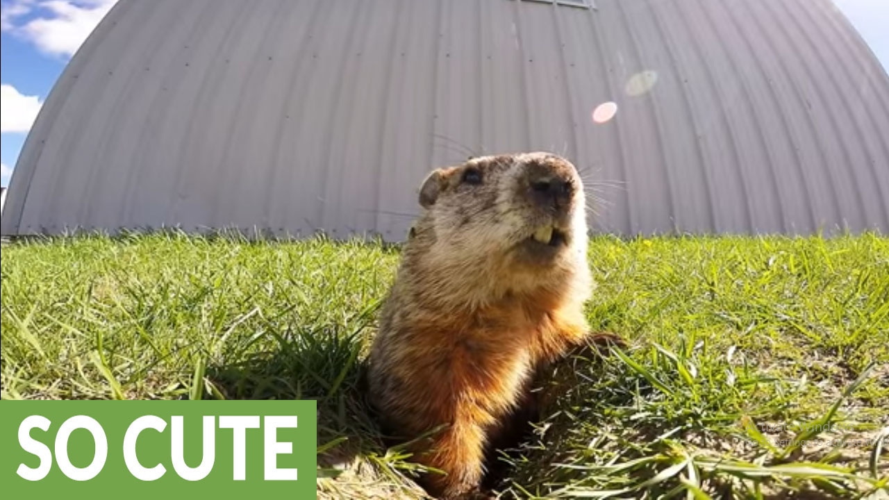 The most adorable Groundhog Day fail ever - YouTube