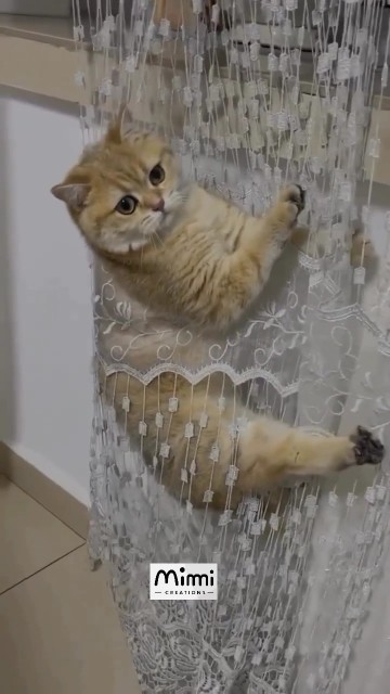 Ups..kucing lucu ini Malah nyangkut#Cat#Catlover#Animals#kucing#Lucu# ...