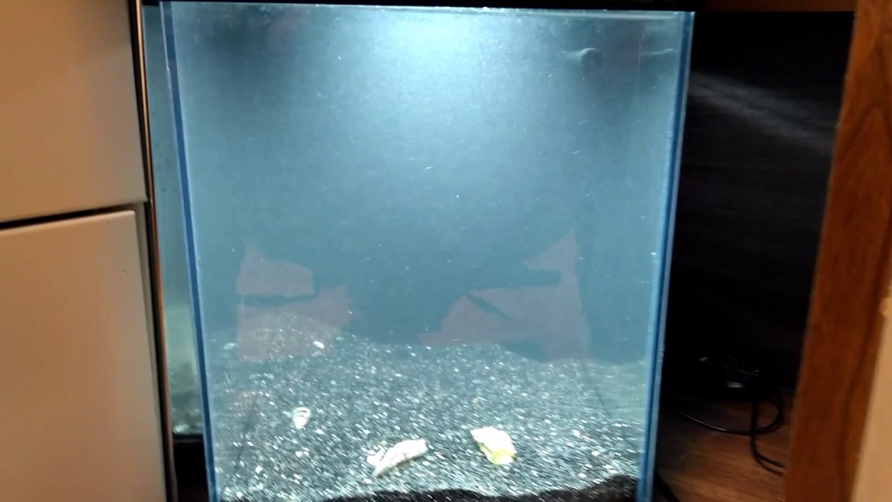 JBJ Cubey Deluxe Flow/Circulation - YouTube