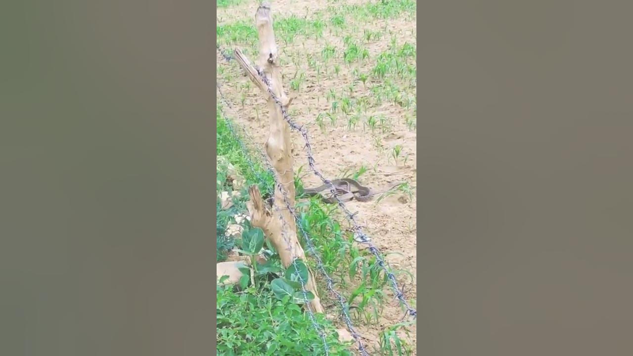 Snake Romance Black Beauty Status Short Video Kya Mausam Aaya Hai YouTube snake-romance-black-beauty-status-short-video-kya-mausam-aaya-hai-youtube