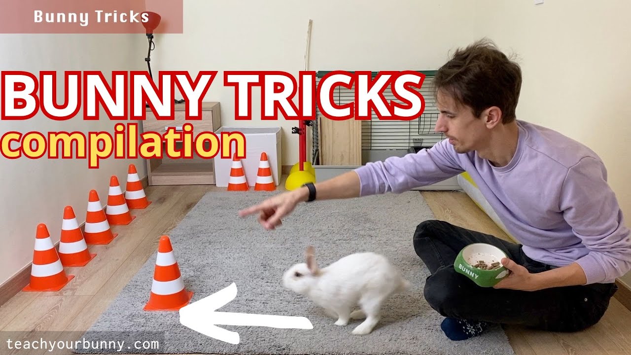 Bunny Tricks - Bunny Training - Teach your bunny AMAZING tricks! 😍🐰 ...