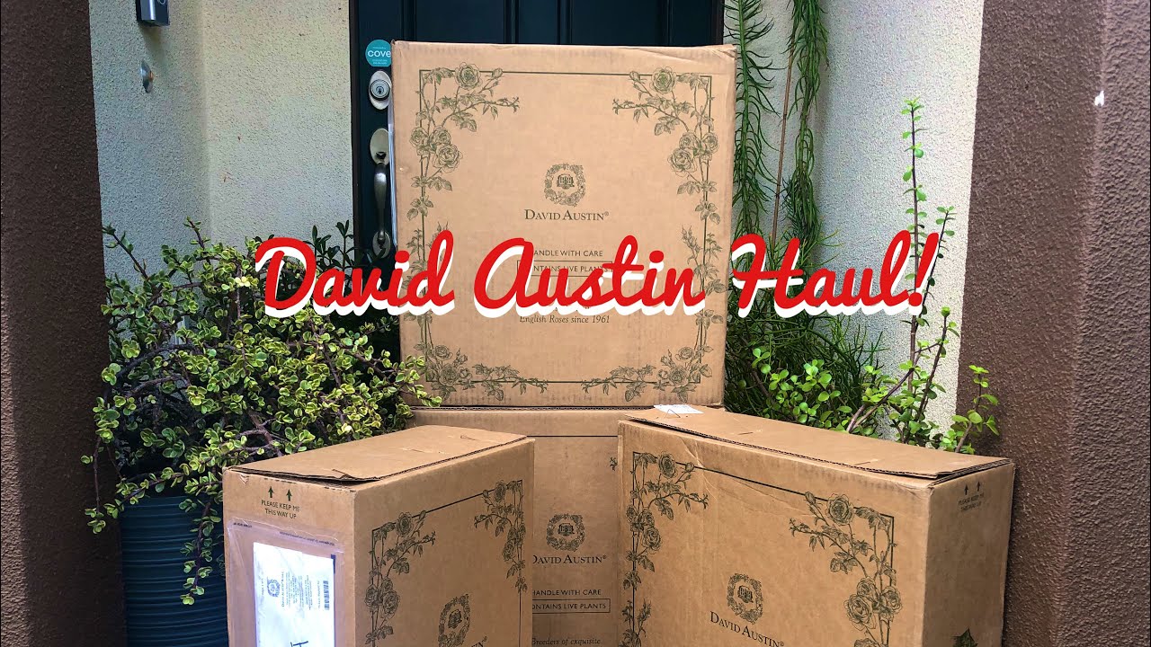 David Austin Haul | 2-Quart Potted Rose Plant Unboxing - YouTube