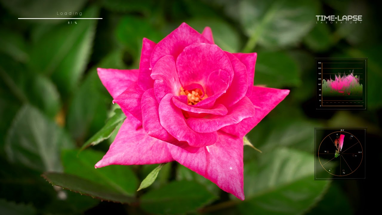 Opening Purple Rose | Flowers Booming | Time lapse - YouTube