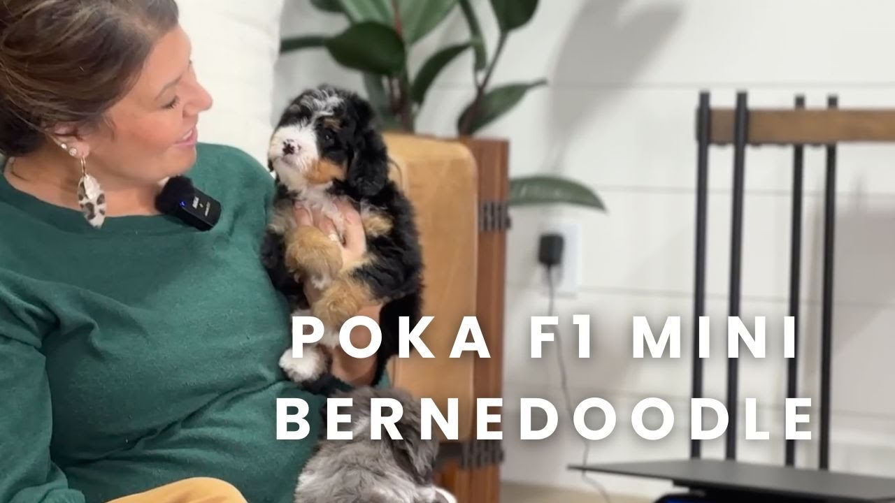Poka Our Available F1 Mini Bernedoodle Puppy at Mountain Dog Companion ...
